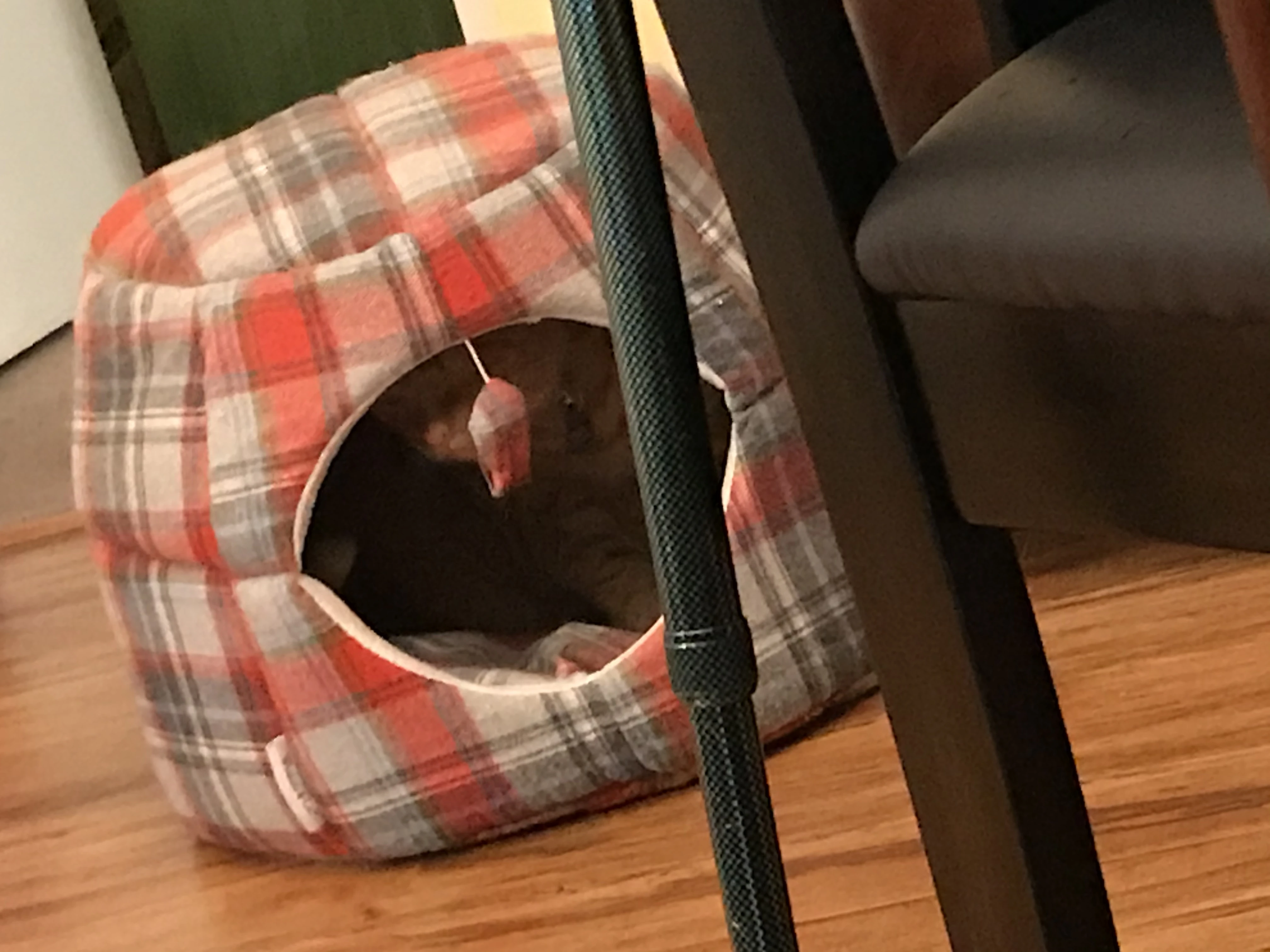 Daily Cat Image #345 | Fandom