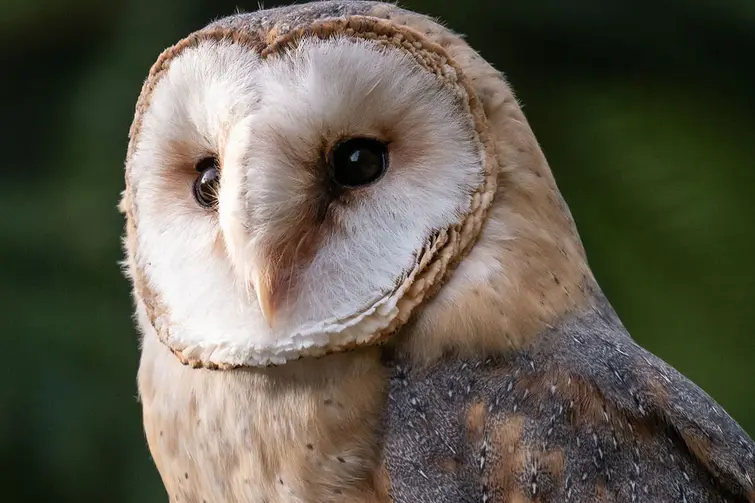 cos creatures irl (VERY diverse) | Fandom