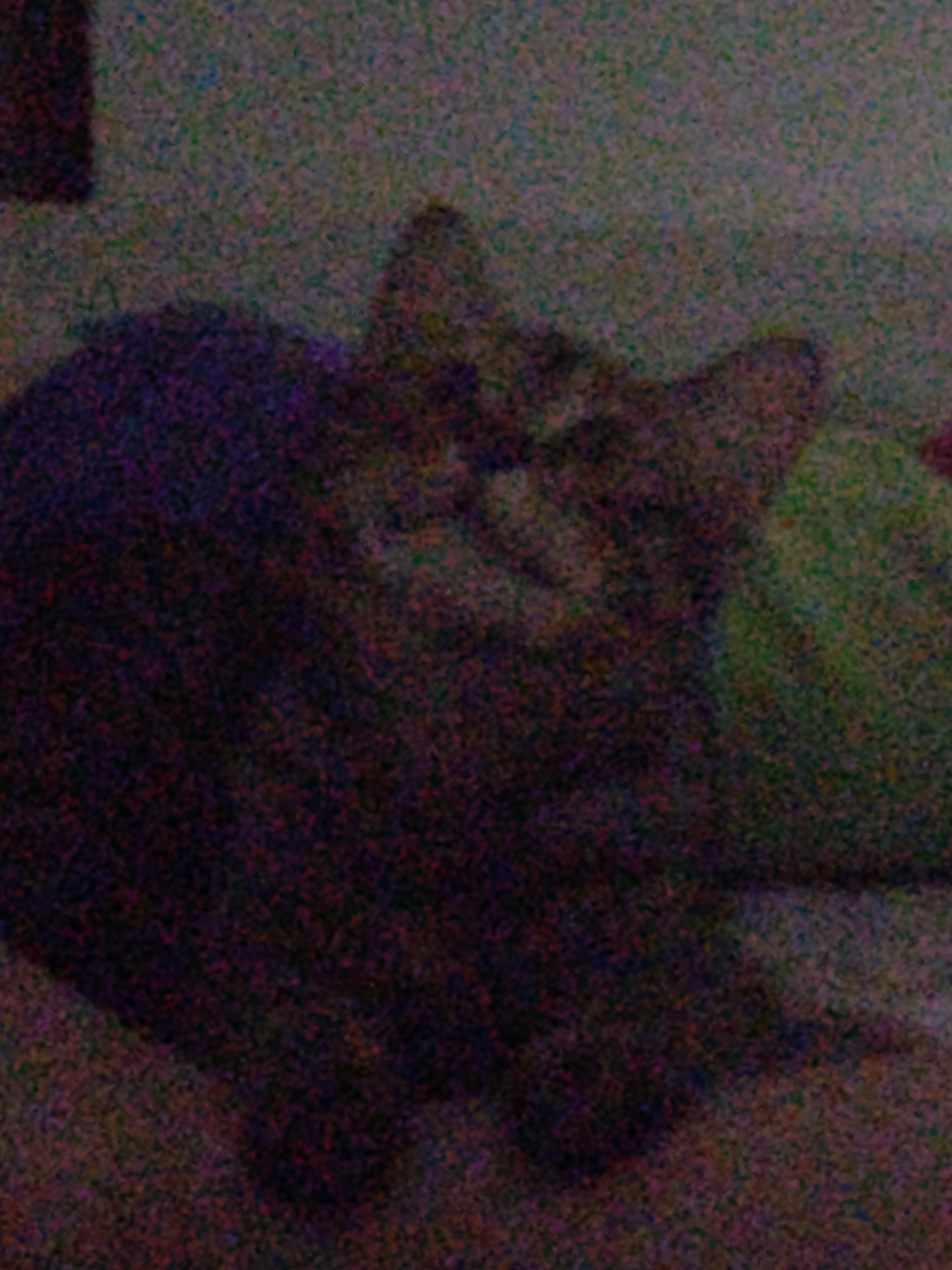 Daily Cat Images p3. | Fandom