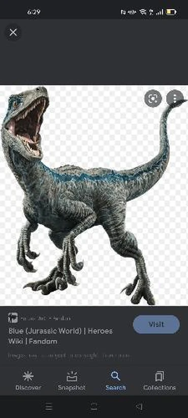 Dilophosaurus vs Blue who would win? | Fandom
