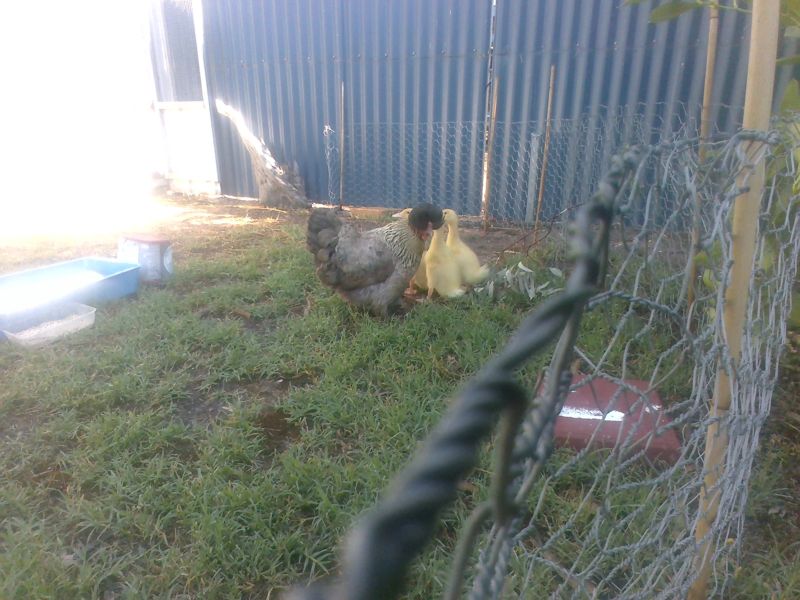 My pet chicken has died | Fandom