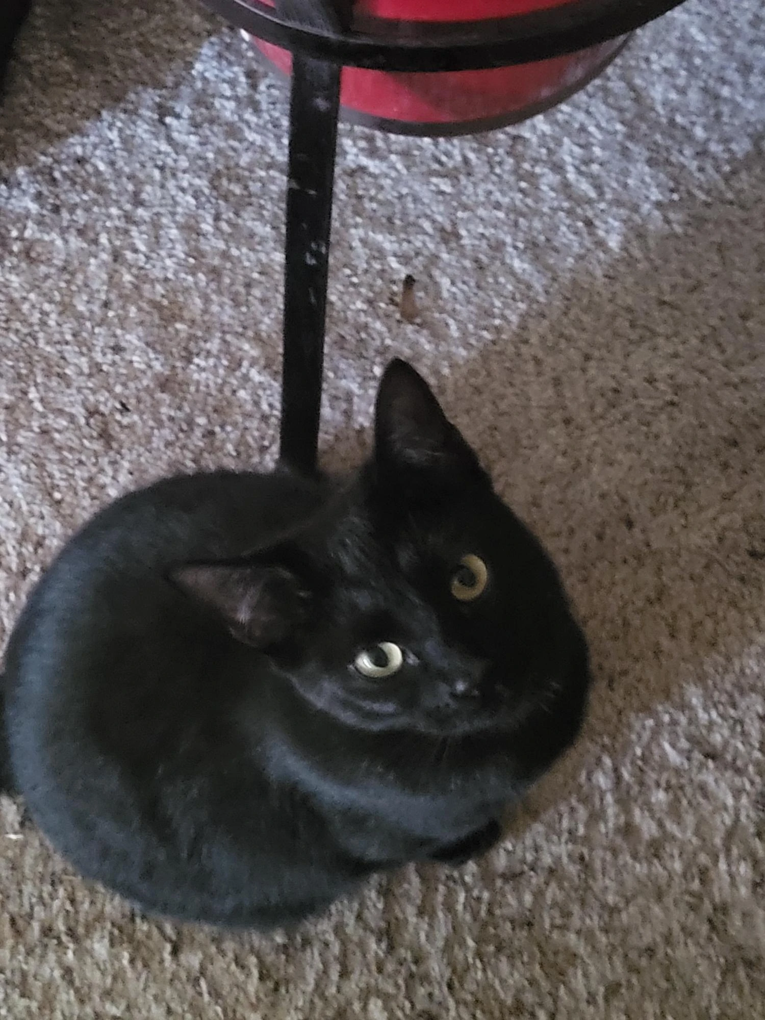 our old kitty | Fandom