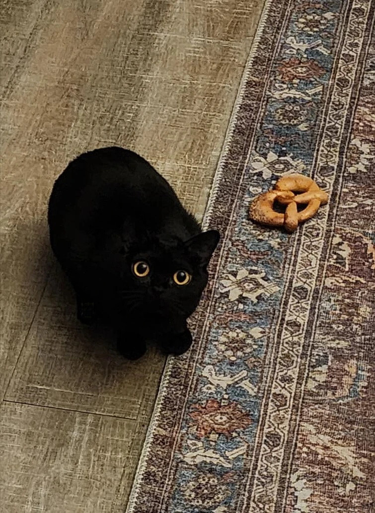 why are black cats so skrunkly | Fandom