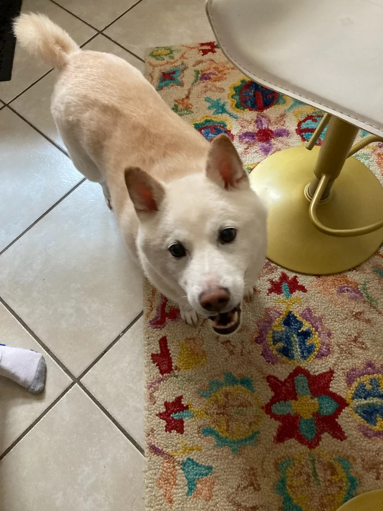 Raffle(closed) | Fandom