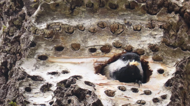 Nesting Chickadees! What should I name them? | Fandom