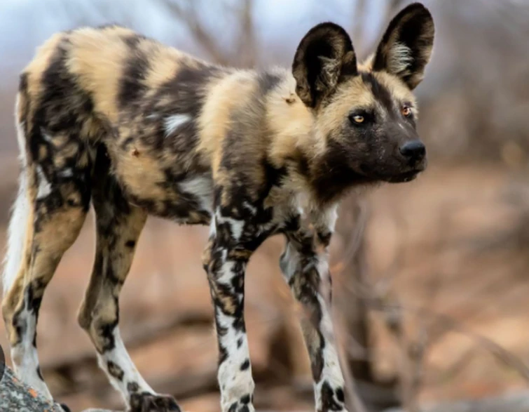 Discuss Everything About Animals Wiki | Fandom