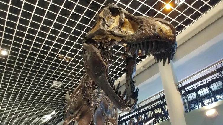 T-rex Close-Up | Fandom