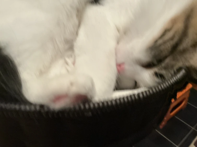 *curls up into a ball and explodes*) | Fandom