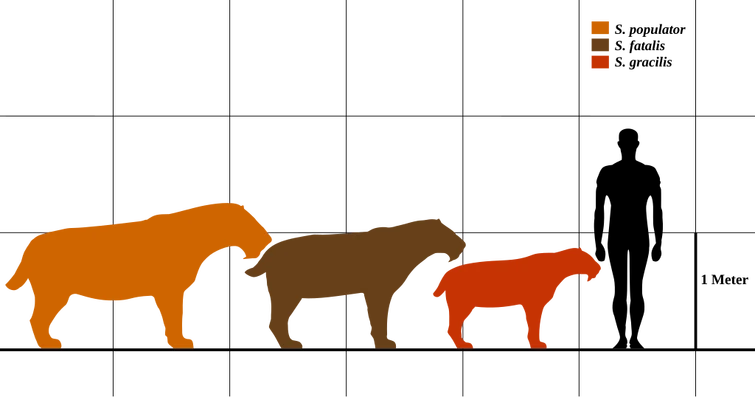 Which Smilodon is the Largest/Biggest? | Fandom