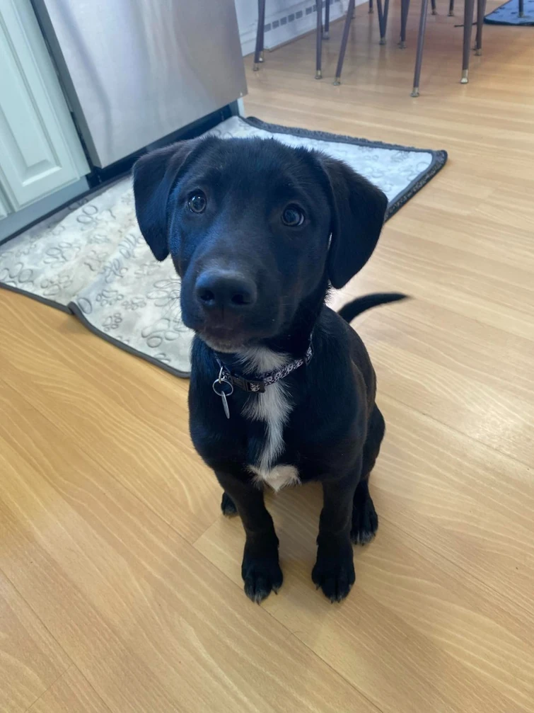 Who do you think is Bluey kid's father | Fandom