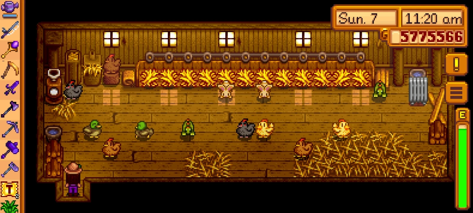 Golden Chickens | Fandom