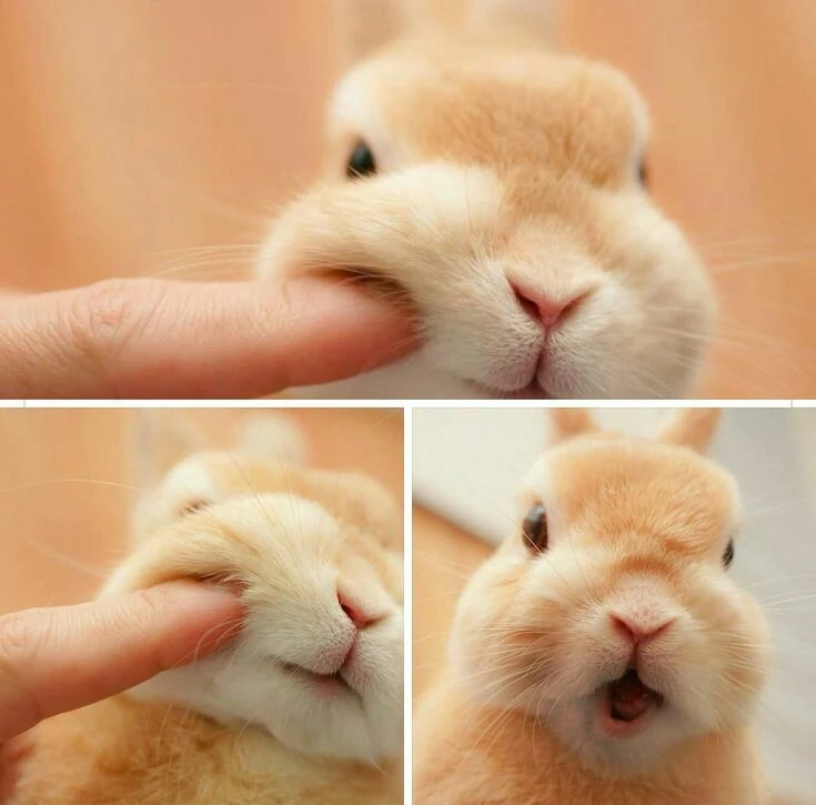 Bunny getting booped | Fandom
