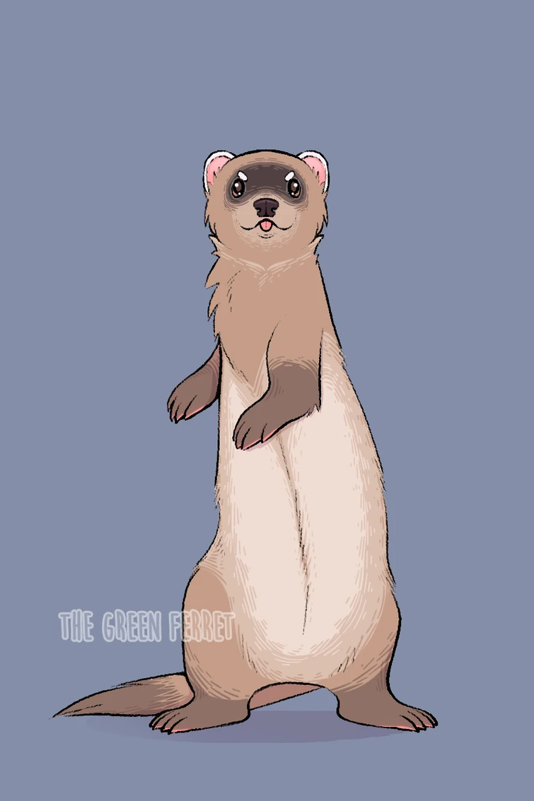 OH MY GOD THERE ARE FERRET PICREWS | Fandom