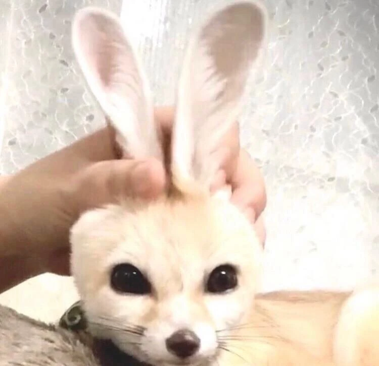 Rabbit fox | Fandom