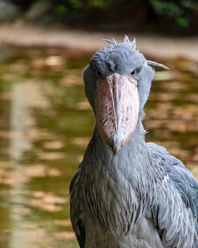 Connection Terminated | Fandom