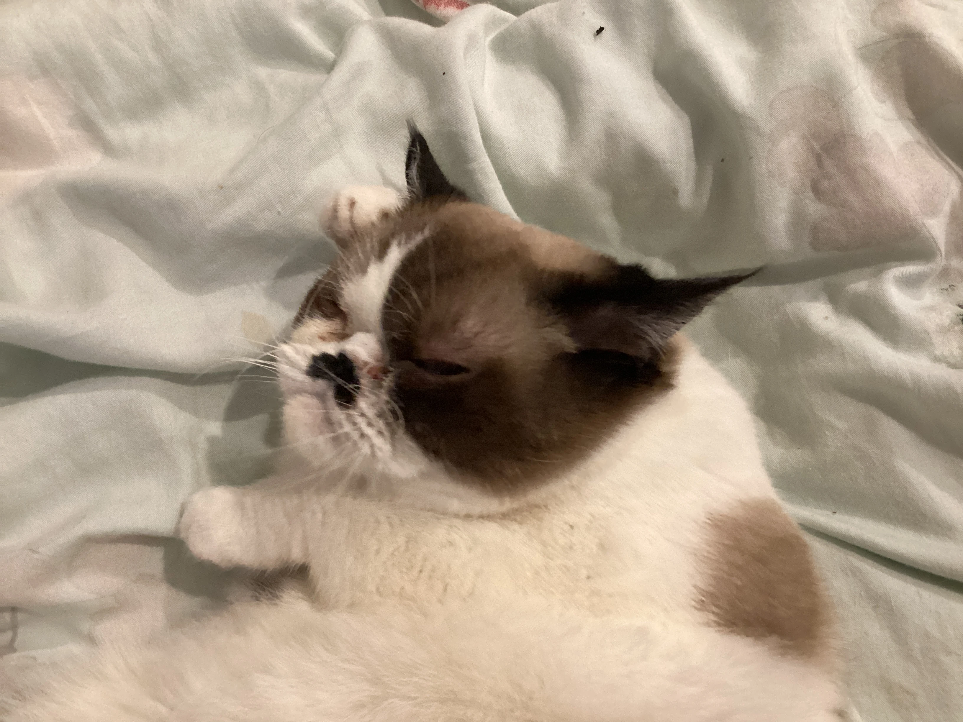 say hello to my silly cat strudel | Fandom