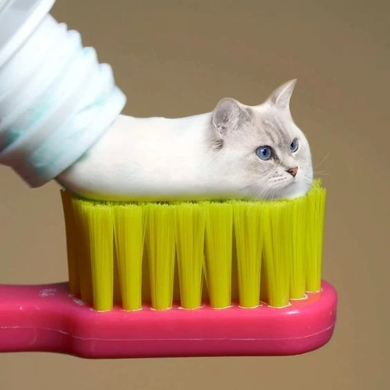 Daily Dose of Cats #51 | Fandom