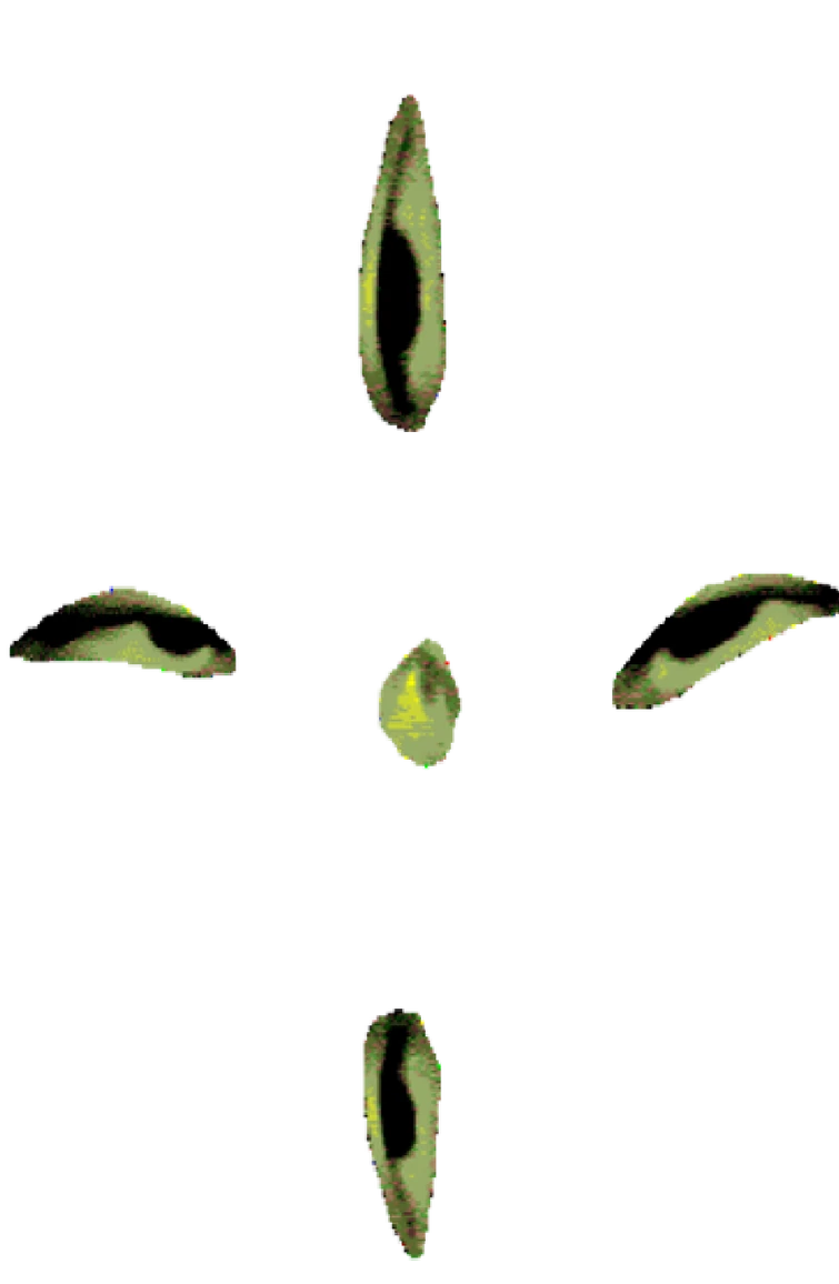 E-331 entity idea (MORE FORMOIDS) | Fandom