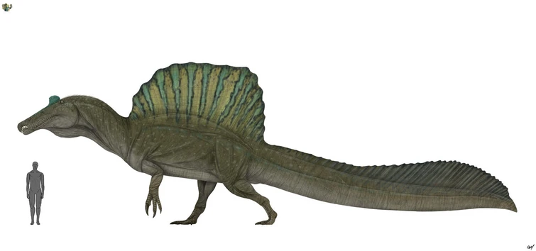 The Spinosaurus's reconstruction by versions | Fandom