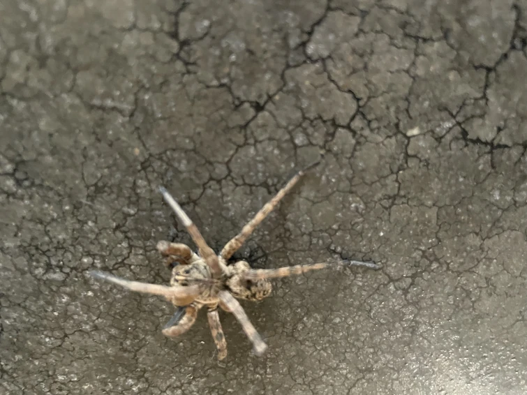 Discuss Everything About The Edgyverse Wiki | Fandom