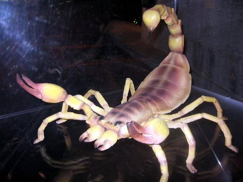 Top 10 underrated prehistoric animals | Fandom