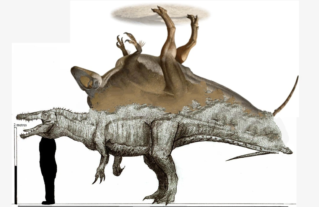 Ichthyovenator Skeleton