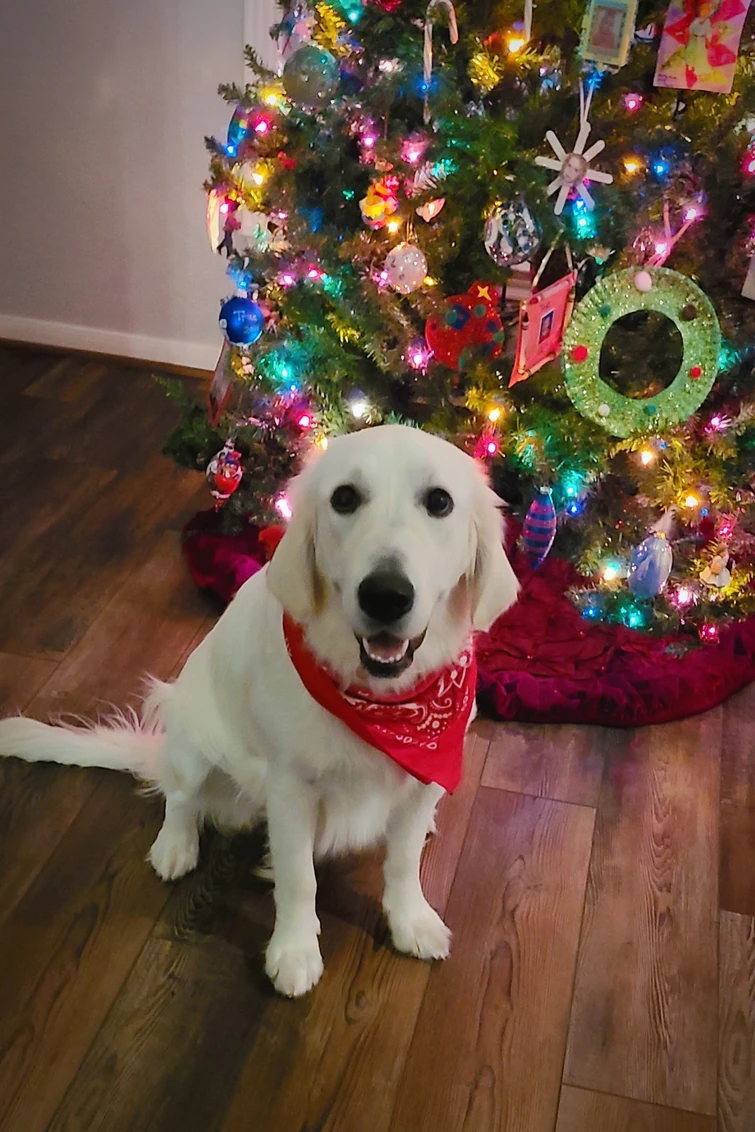 Daily Dog Image #99 | Fandom