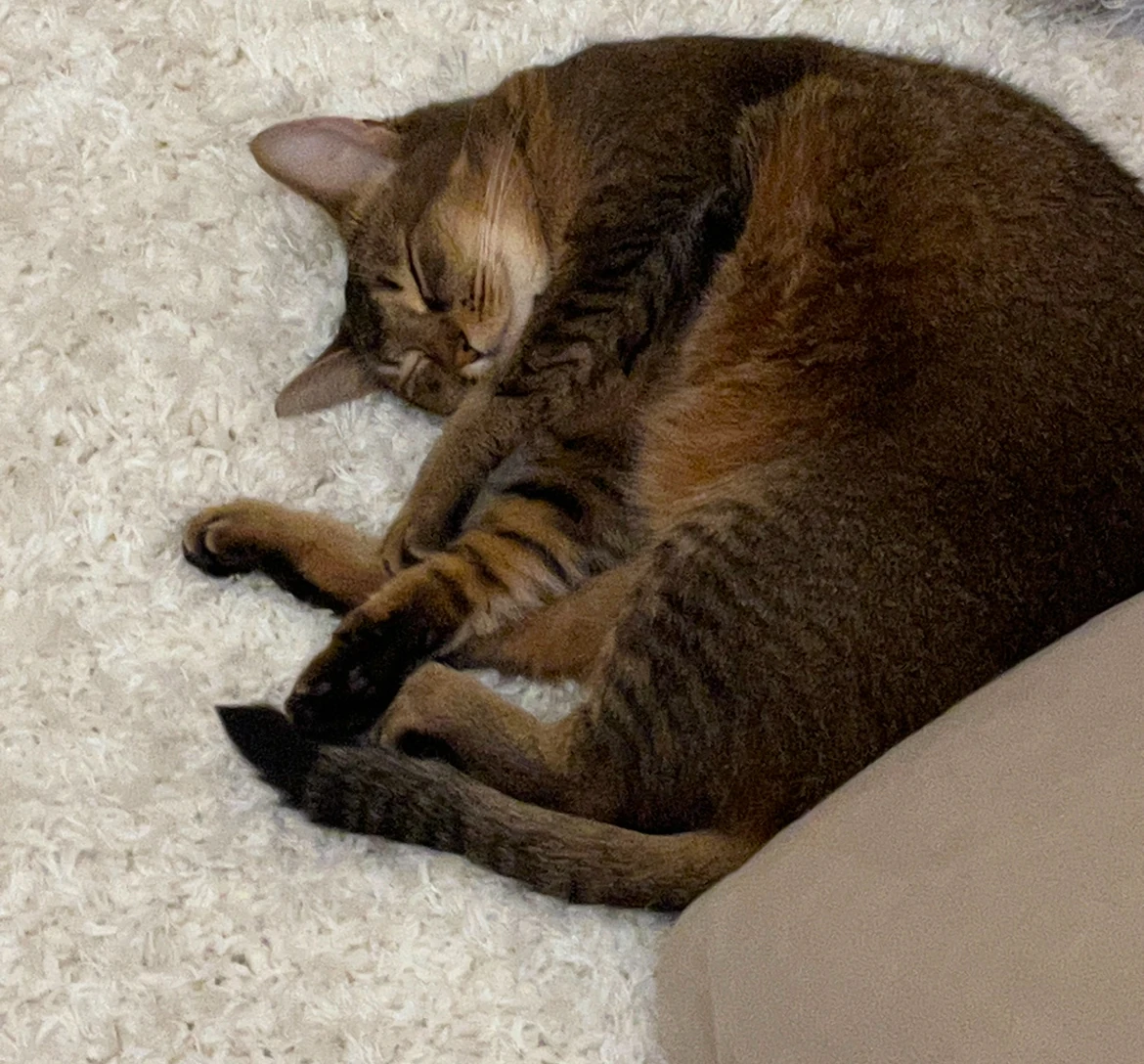 my eepy cat | Fandom