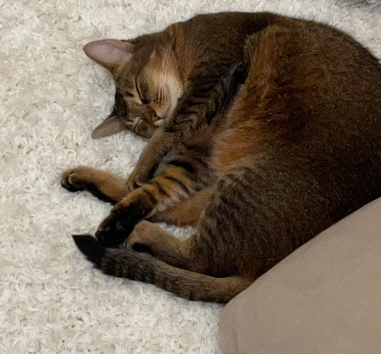 my eepy cat | Fandom