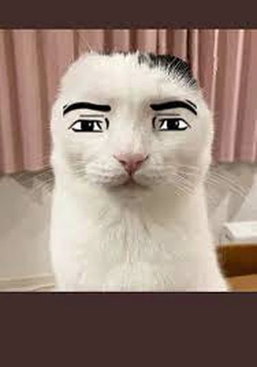 who's the goofiest cat | Fandom