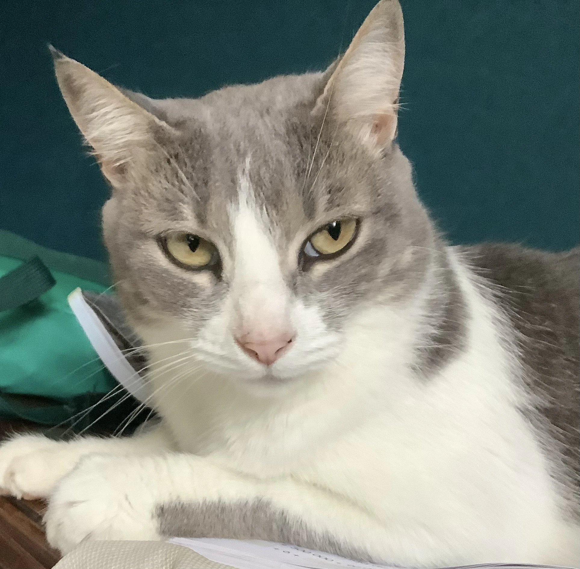 [CAT REVEAL] | Fandom