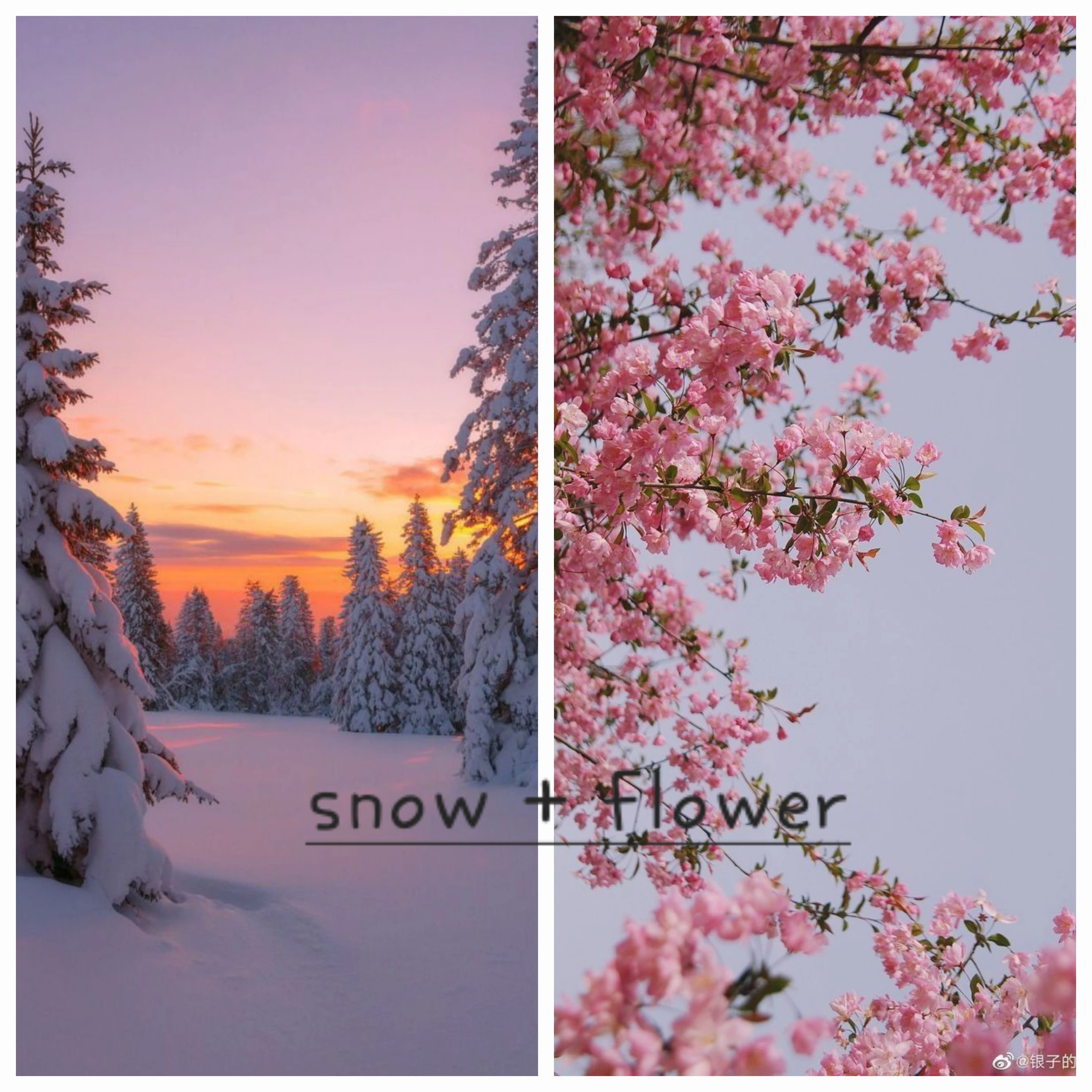 New theme flowers ? | Fandom