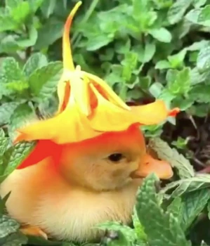 Daily Duck Image 5# | Fandom