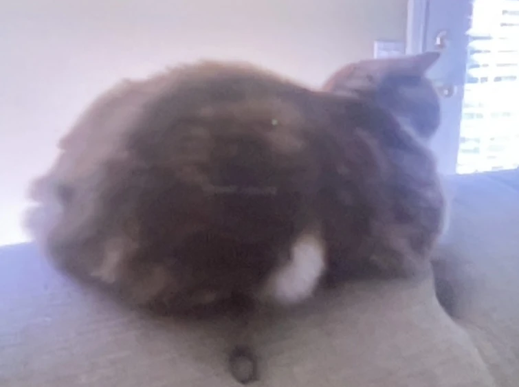 wait my cat looks like ducky unit | Fandom