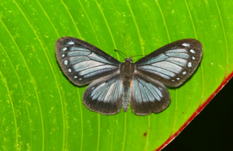 nahida (insect) | Fandom