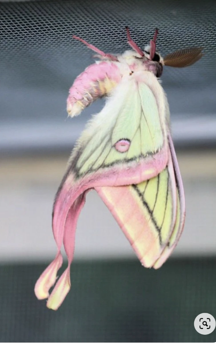 fatmoth | Fandom