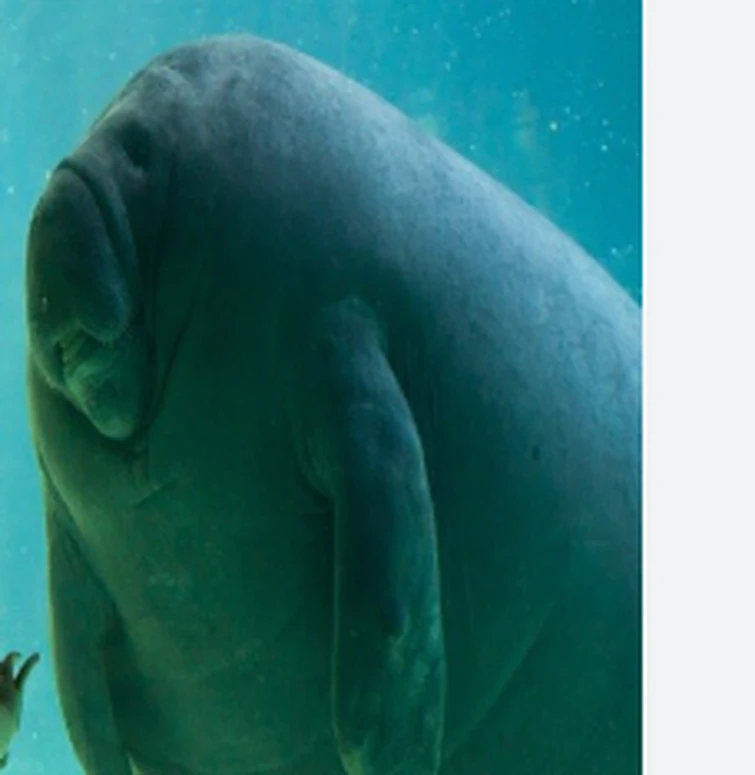 Discuss Everything About Creatures of Sonaria Wiki | Fandom