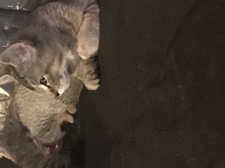 i forgor to post cat | Fandom