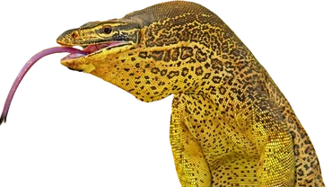 If you were a Faunus, which of these animals and traits would you ...