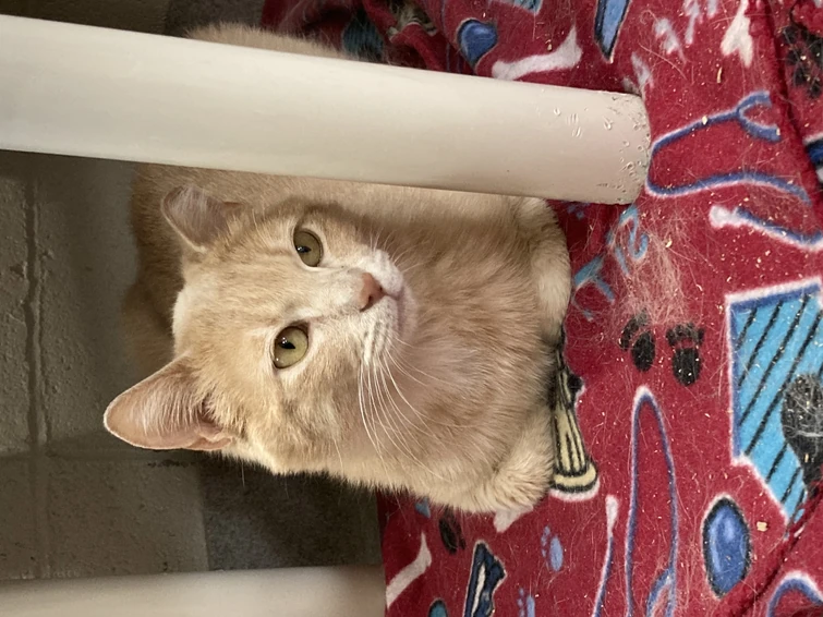 Let's introduce our pets! I'll start | Fandom