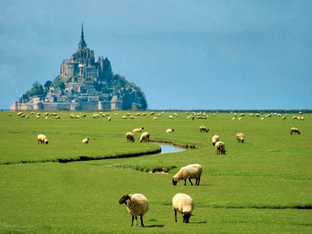Look at these sheep | Fandom