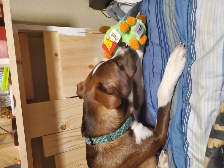 Bowser (my dog) checking out Rodrick (grookey) | Fandom