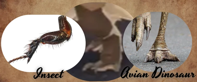 Akorbik Anatomy Study!! | Fandom