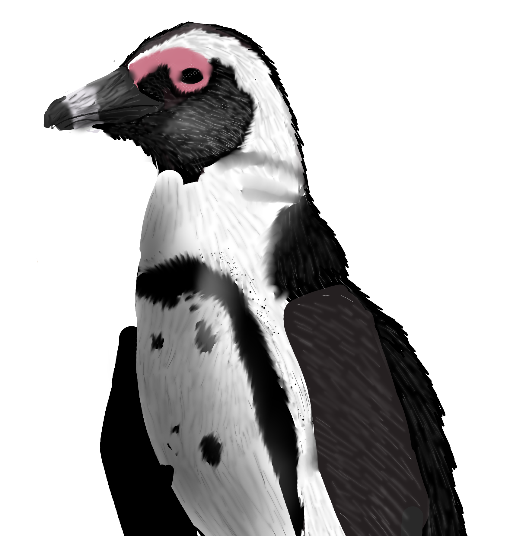 look-its-pingu-fandom
