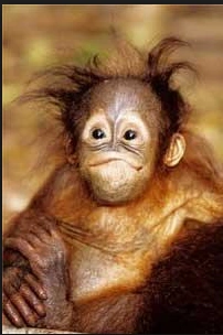 Rabid Monkey | 1529jake Wiki | Fandom