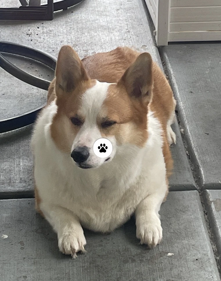 this is my moms friend corgi | Fandom