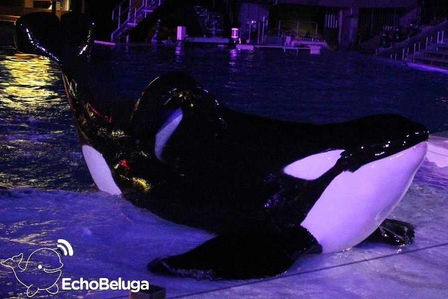 Orca of the day 3/3/23 | Fandom