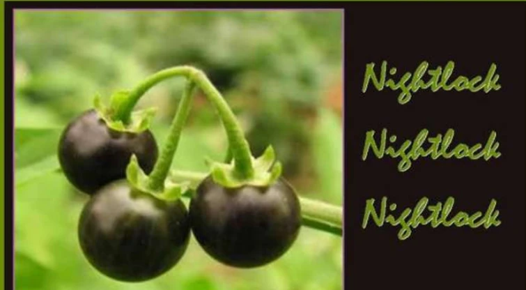 Nightlock Flower | Best Flower Site