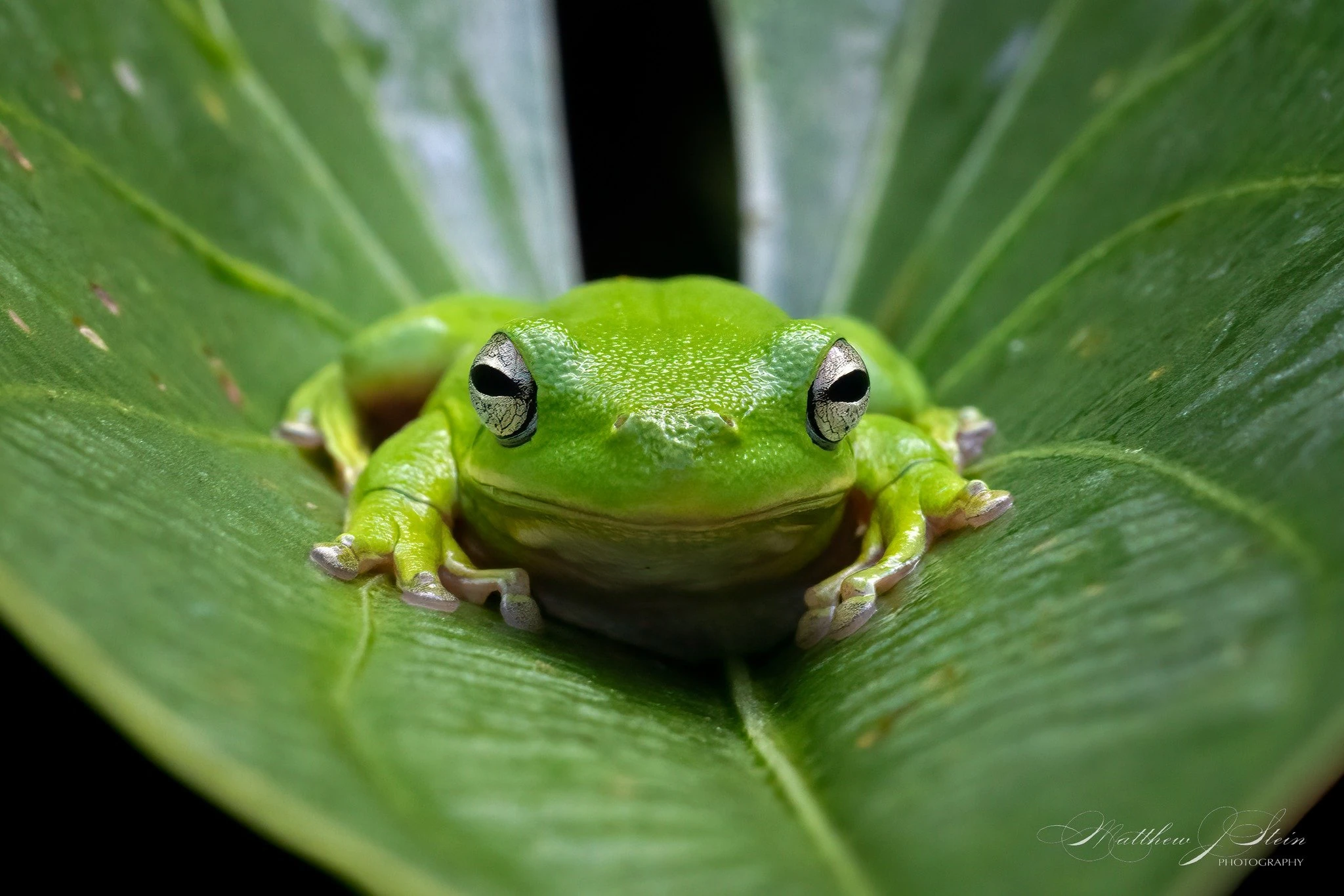 GOD I LOVE FROGS | Fandom