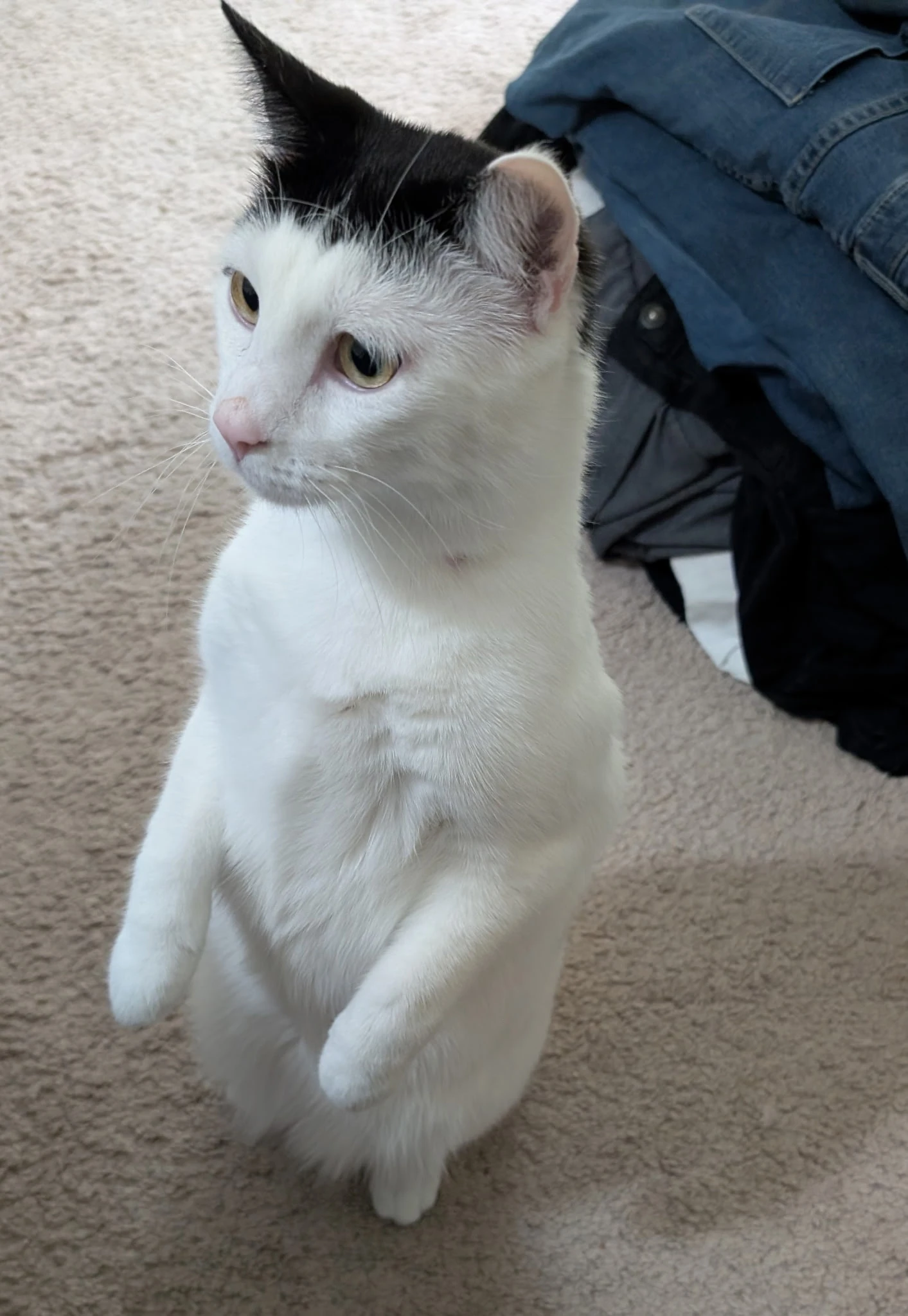 My kitty :3 | Fandom